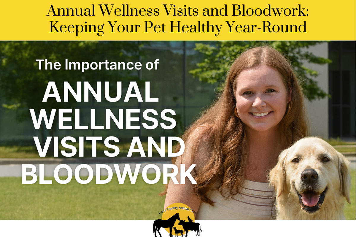 Annual Wellness Visits and Bloodwork: Keeping Your Pet Healthy Year ...