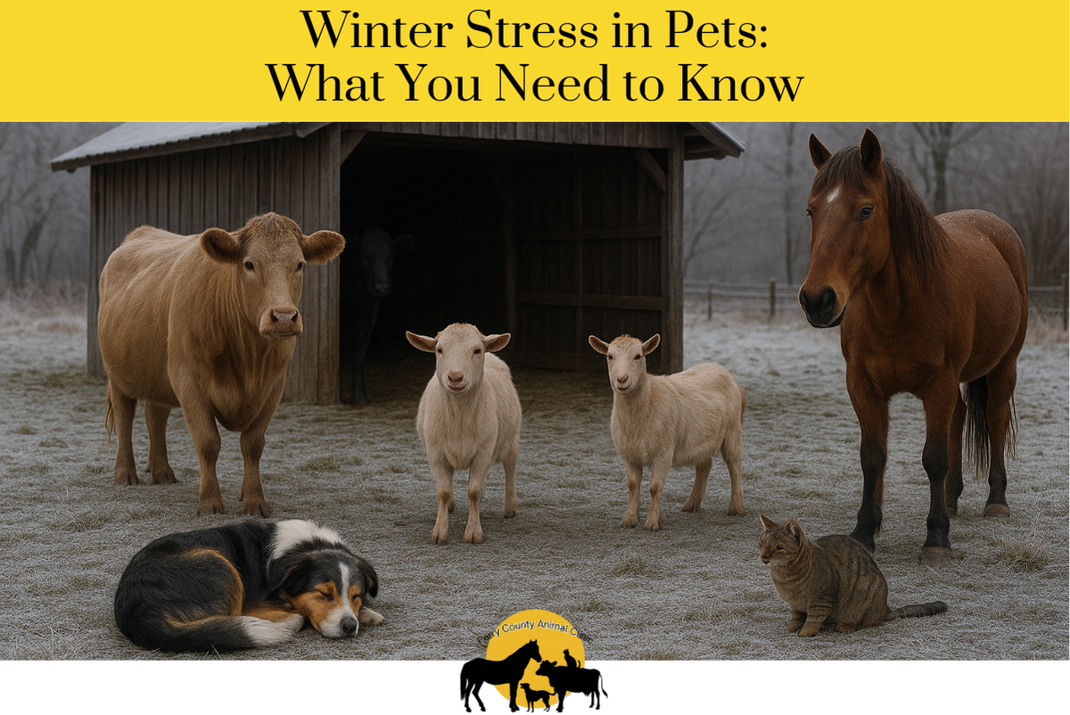 Winter Stress in Pets: What You Need to Know | Perry County Animal Clinic